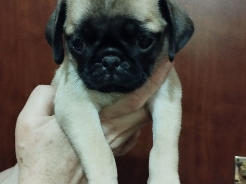 Щенки мопса