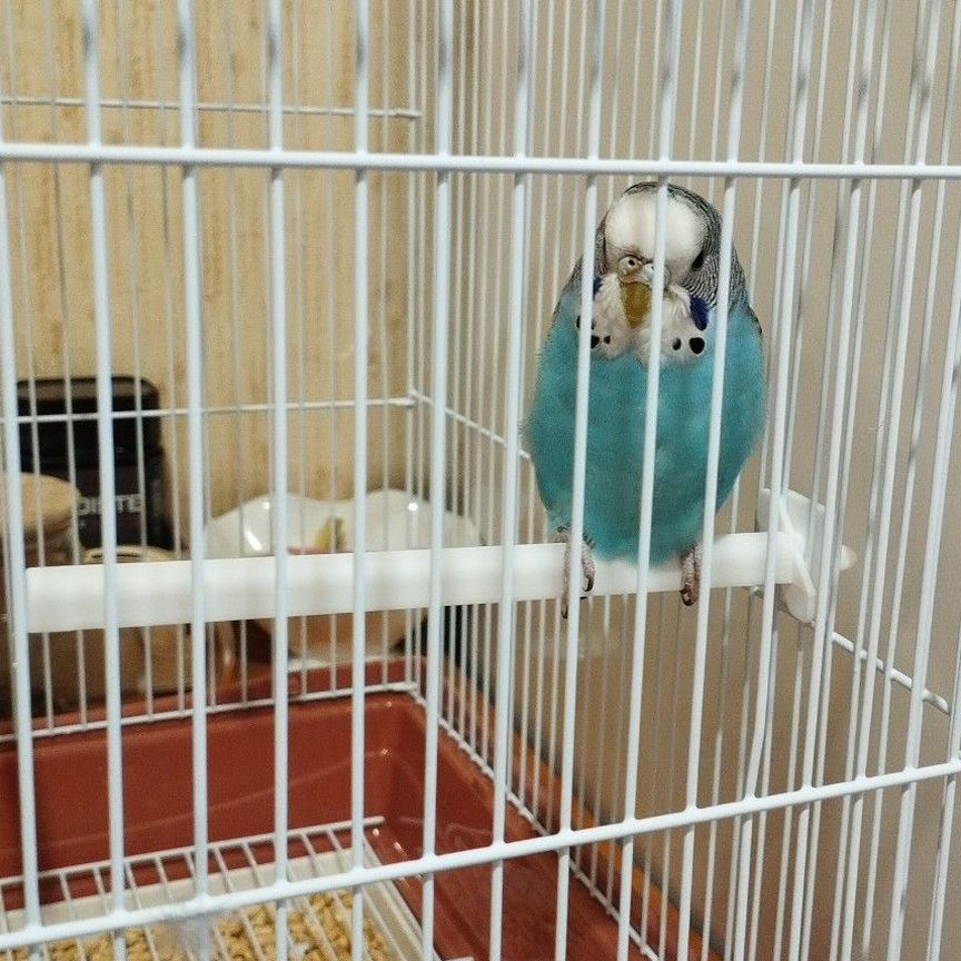 Волнистый попугай самка 3 месяца