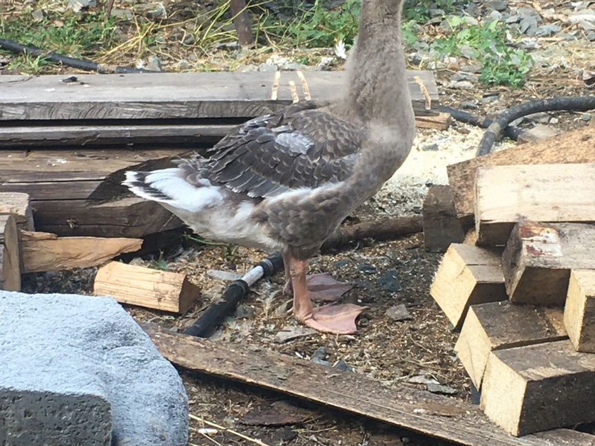 Гусь львиная голова