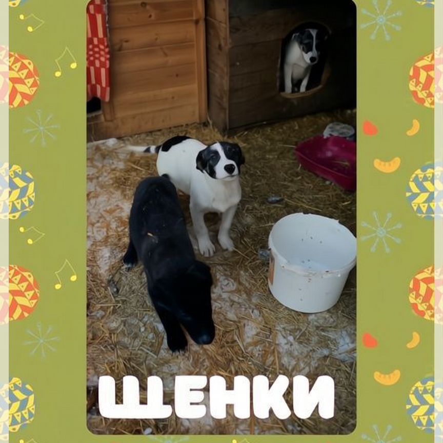 Щенок в добрые руки