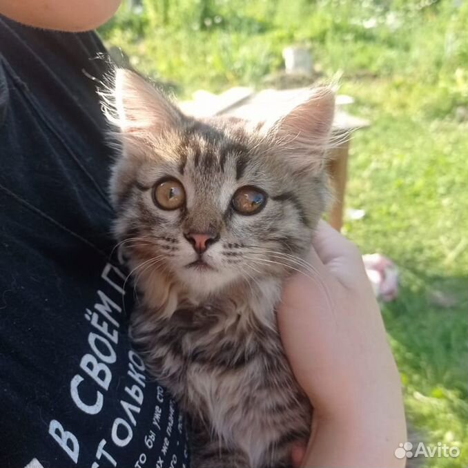 Найден маленький котенок пушистый