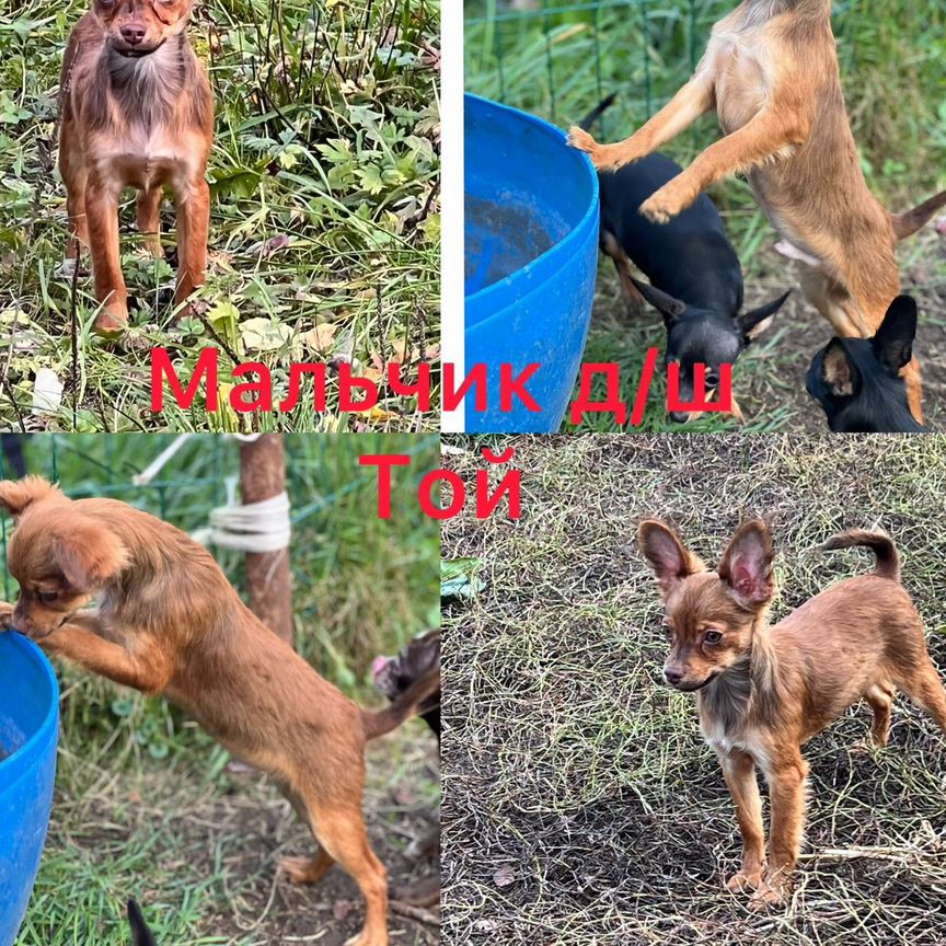 Той-терьер длинношерстный мальчик