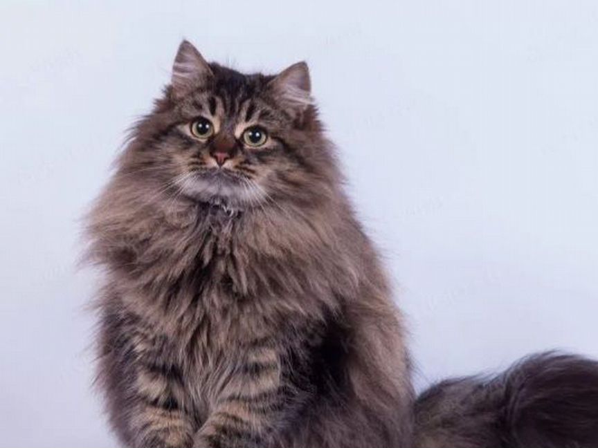 Кошечка или котик