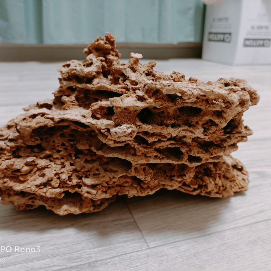 Коралл настоящий