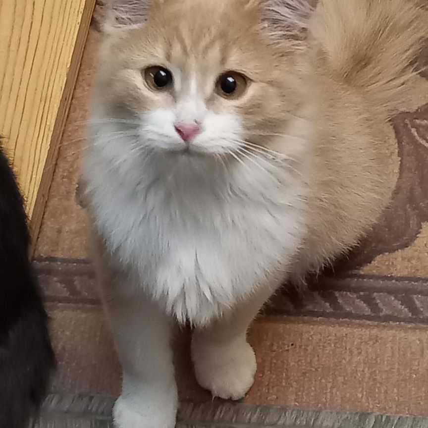 Котенок в добрые руки