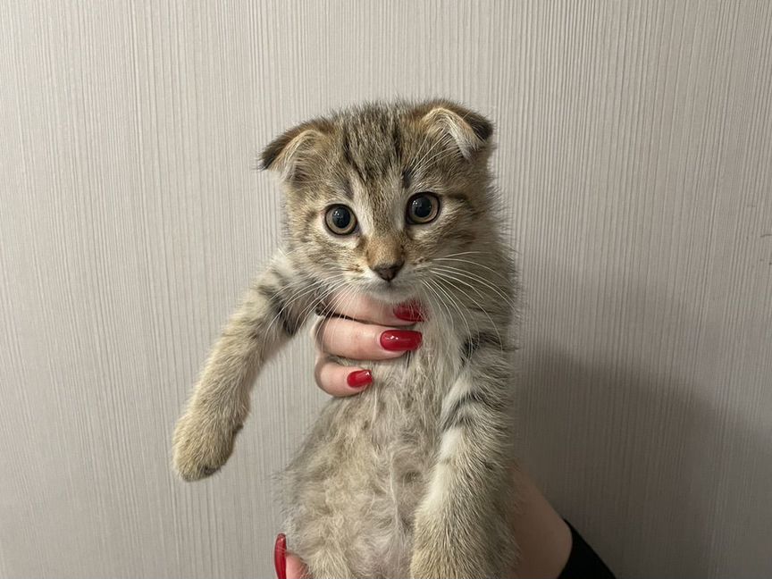 Шотландская