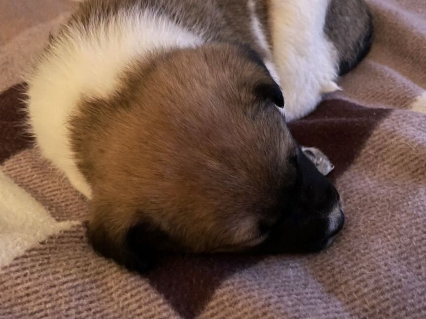 Щенок в добрые руки