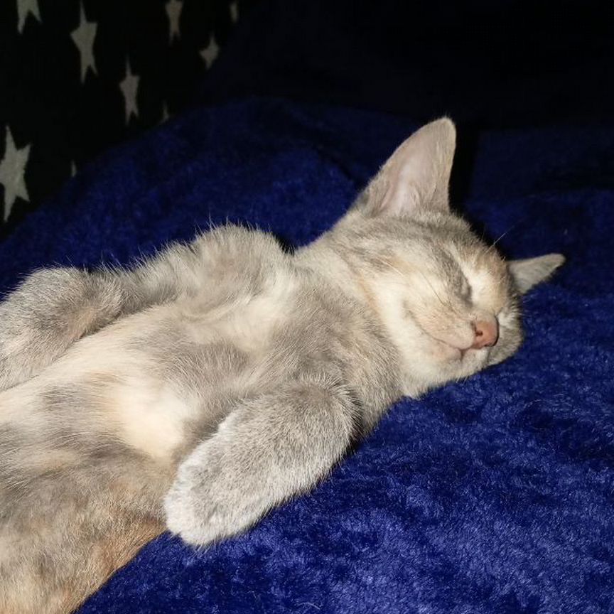 Кастрированный кот