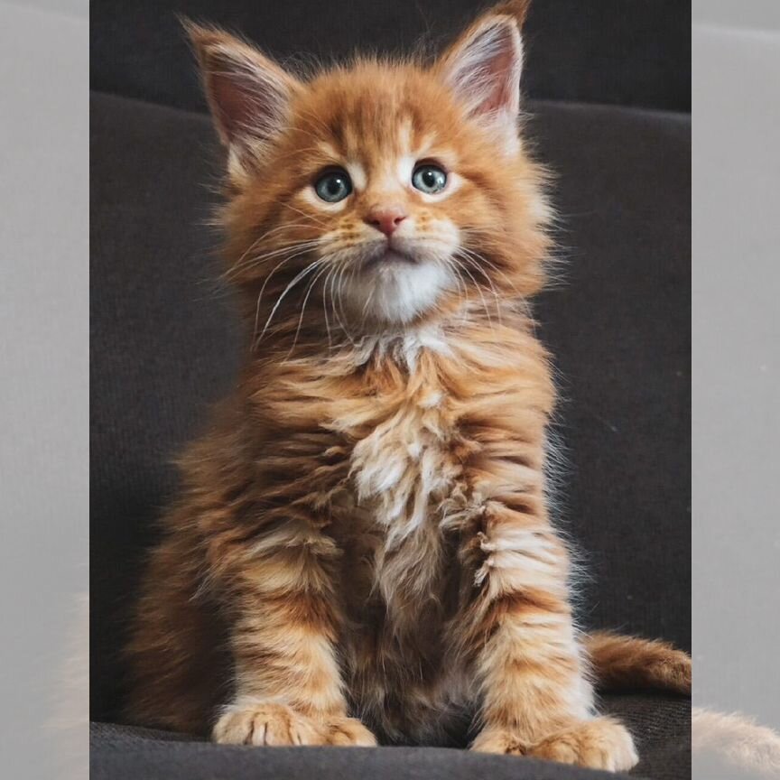 Мейн-кун котёнок