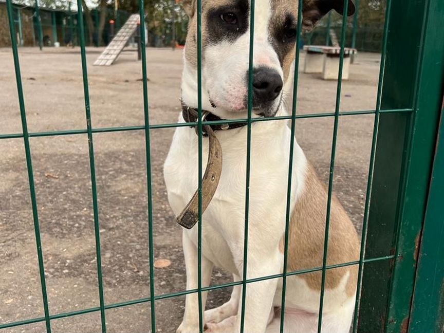 Активный молодой мальчишка ищет активного хозяина