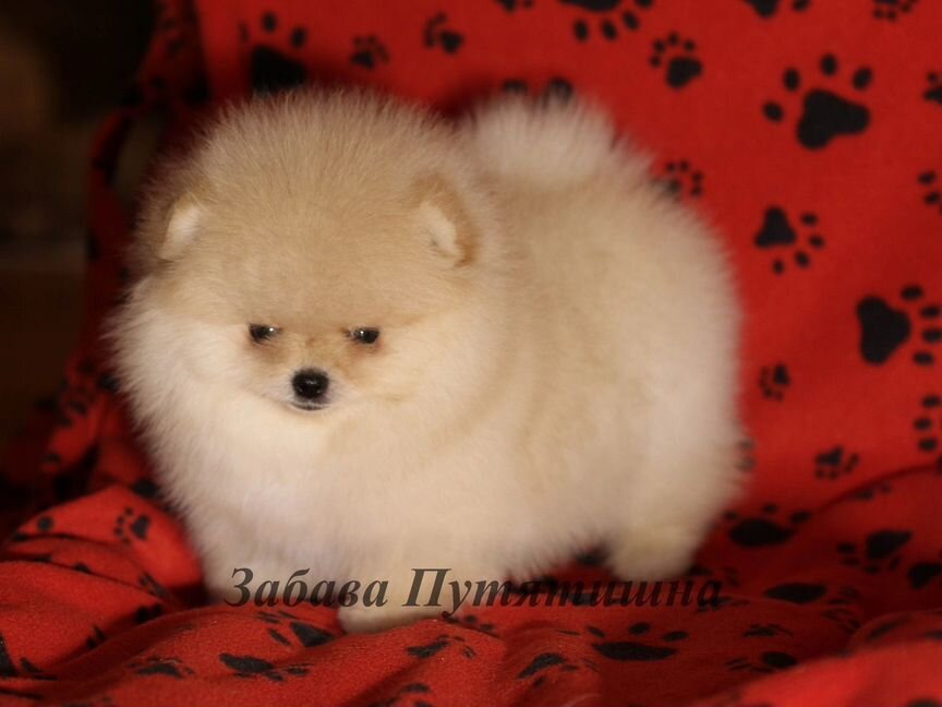 Плюшевая девочка шпиц