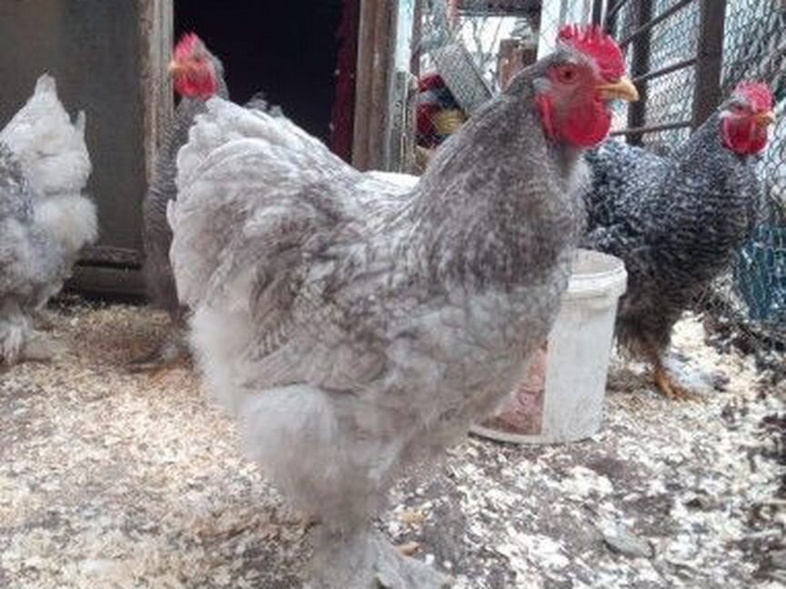 Молодые петухи