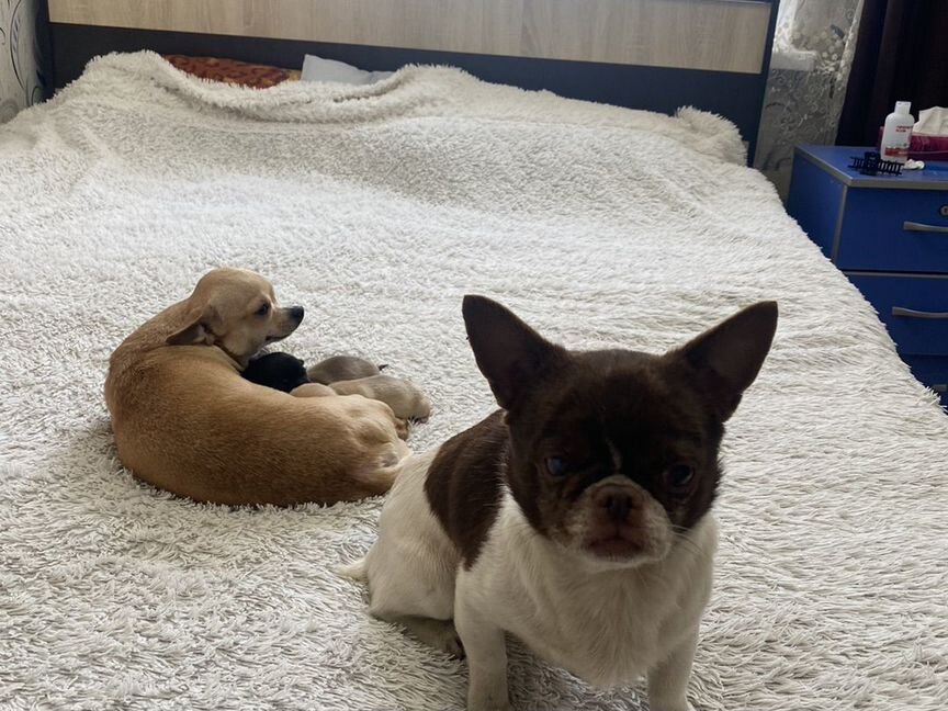 Щенки чихуахуа