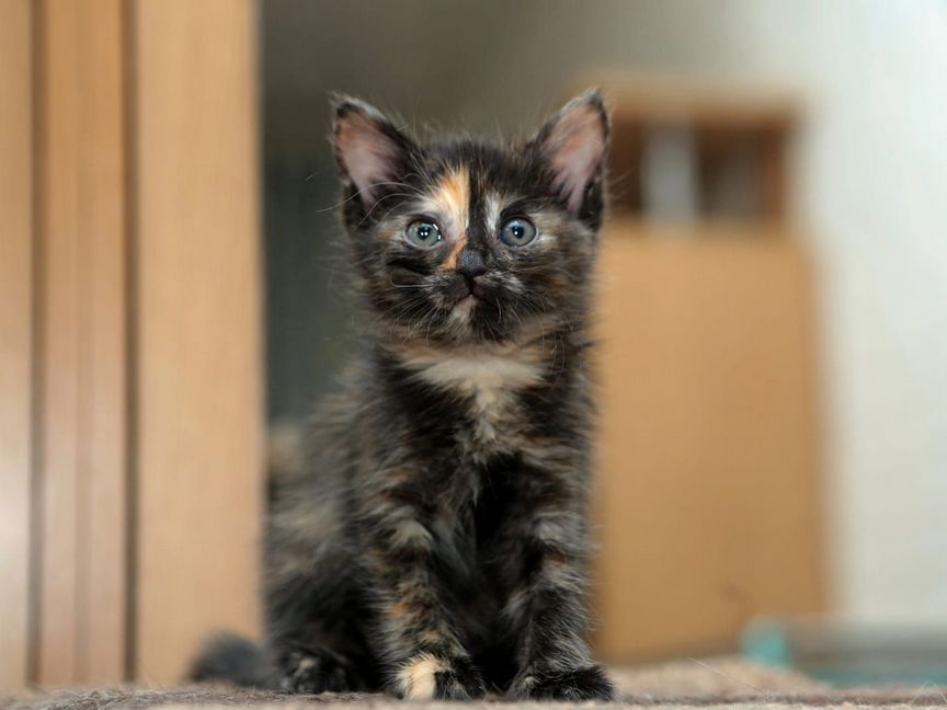 Котенок девочка