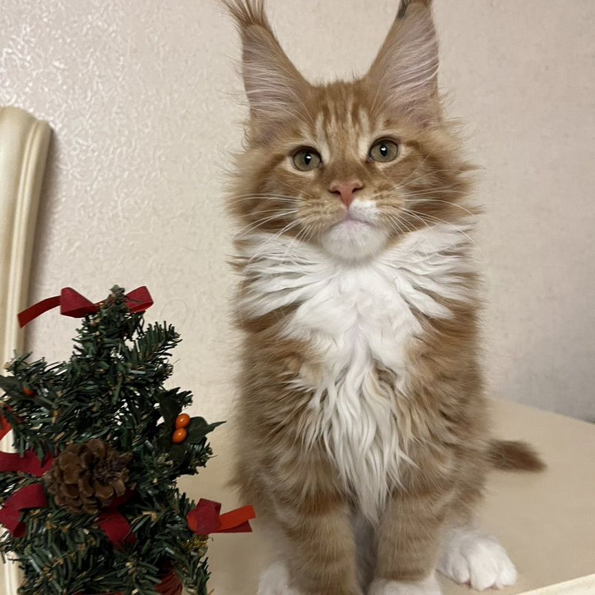 Мейн-кун котёнок