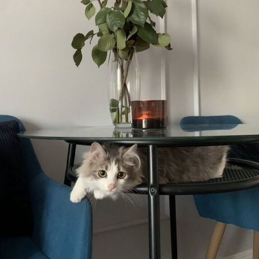 Котенок сима