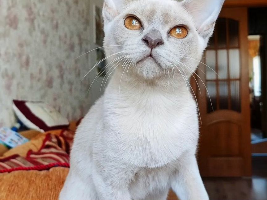 Бурманские котята