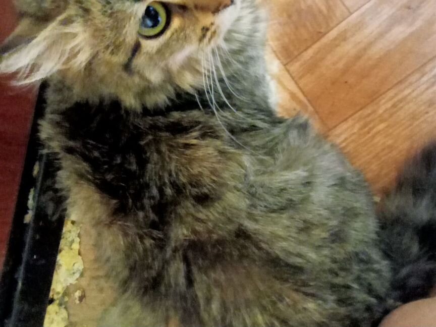 Кошка