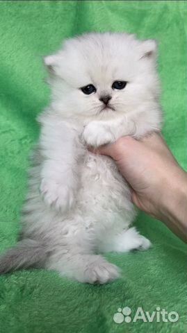 Персидская шиншилла
