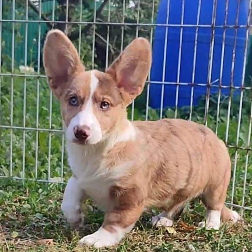 Шоколадно мраморная девушка корги