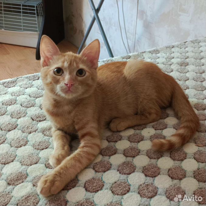 Рыжик ищет семью