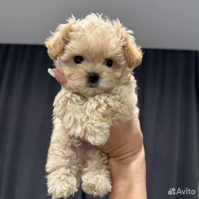 Мальтипу f1 micro корея