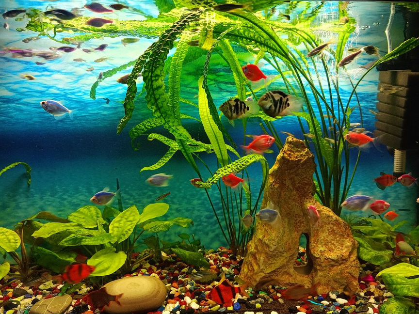 Аквариумные рыбки