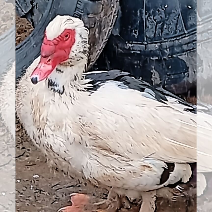 Индоутка мускусная утка