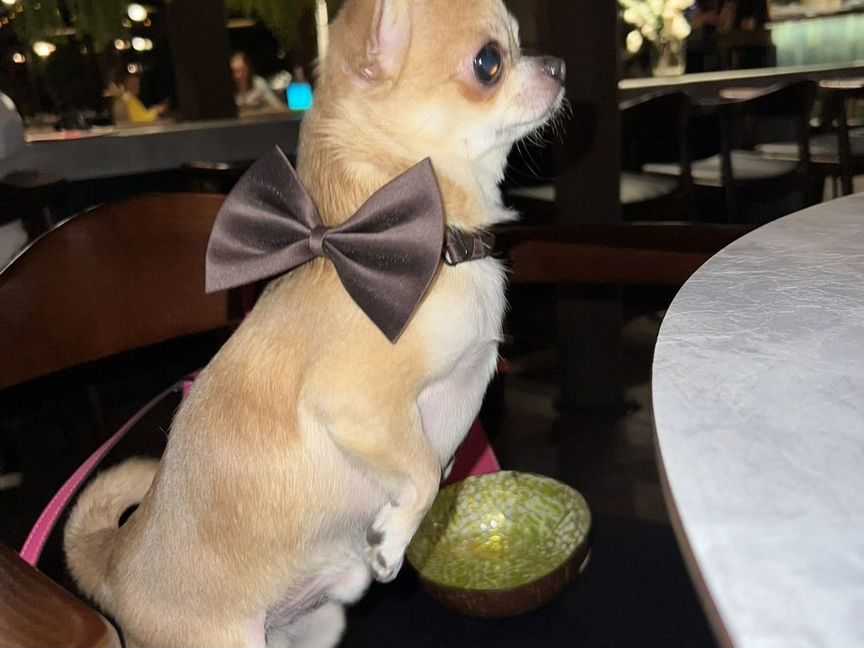 Случка чихуахуа