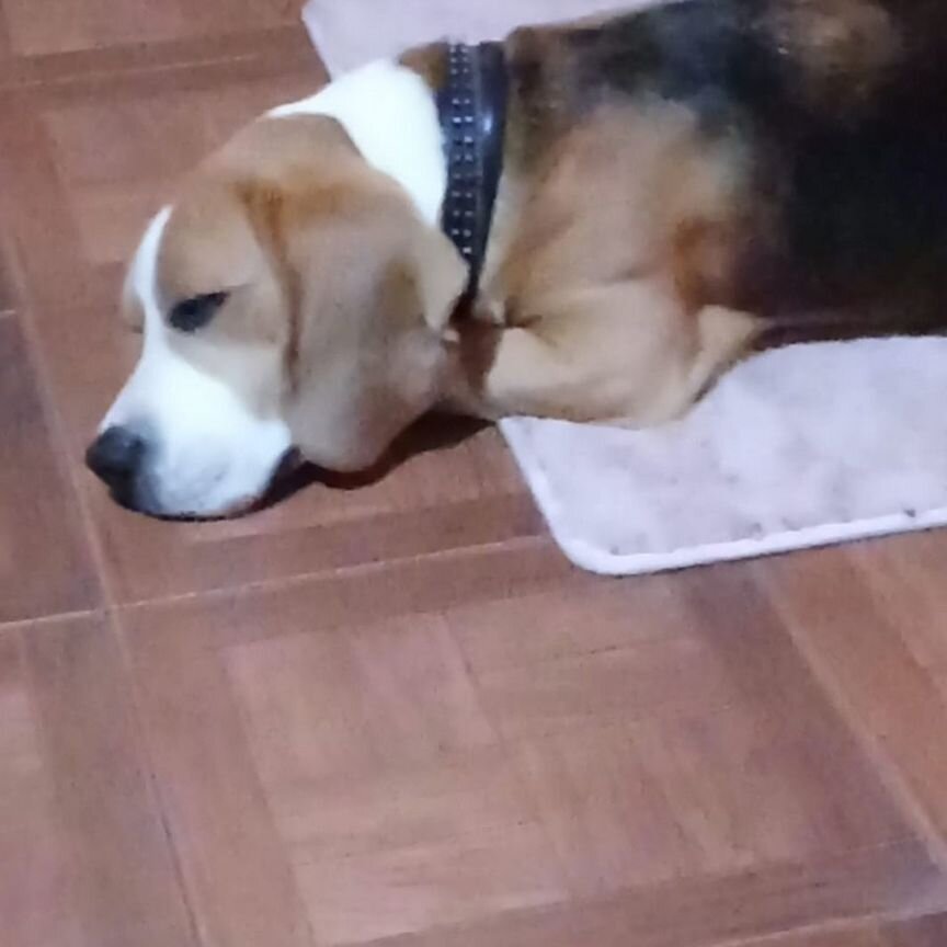 Бигль кабель 4 года случка