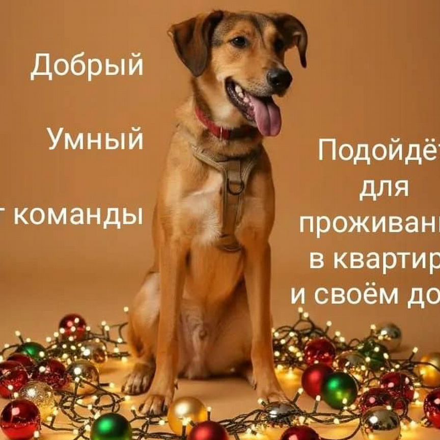 Щенок в добрые руки