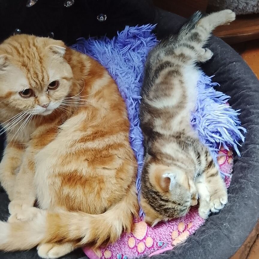 Шотландский скотиш фолд