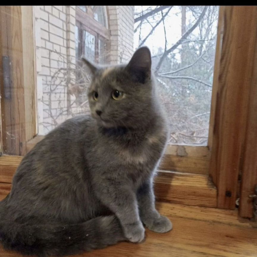 Котята в добрые руки девочка