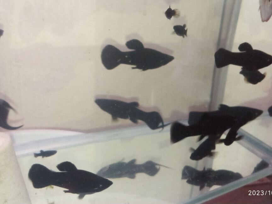 Настоящие Черные моллинезии