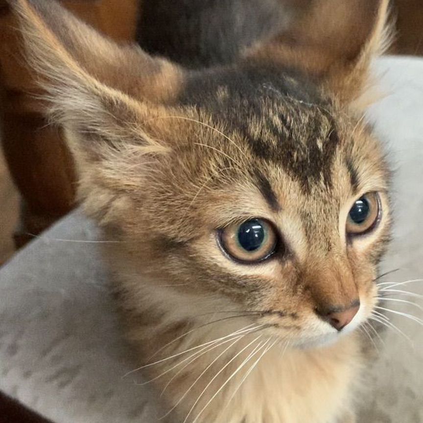 Манчкин котик полудлинношерстный 3 месяца