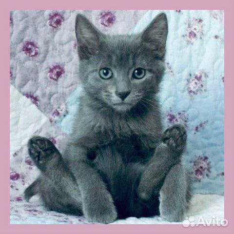 Кошка Стешенька, 2,5 месяца ищет дом