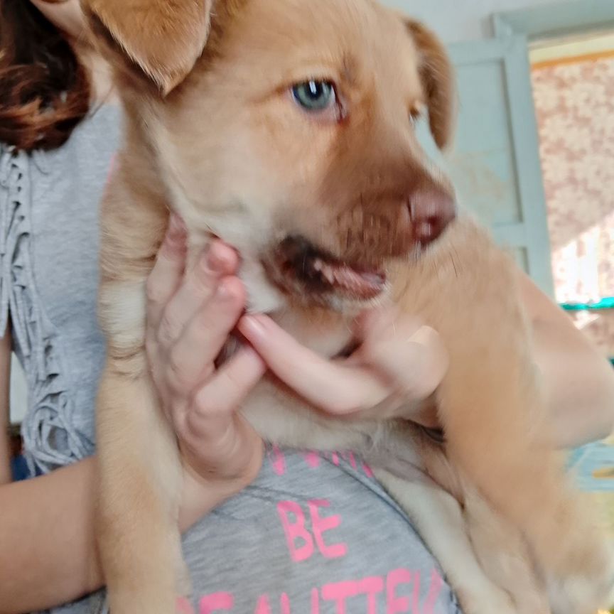 Щенок в добрые руки