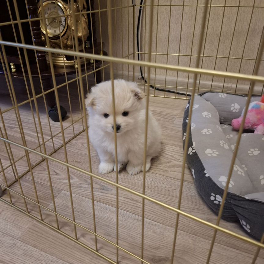 Щенок шпица