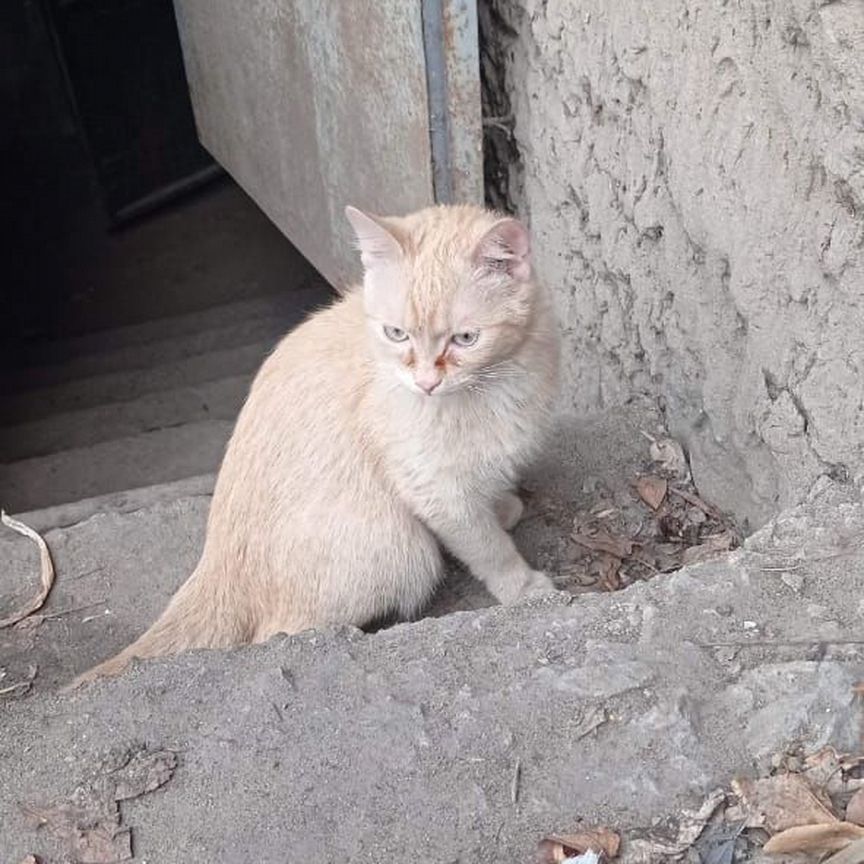 Отдам кота в добрые руки