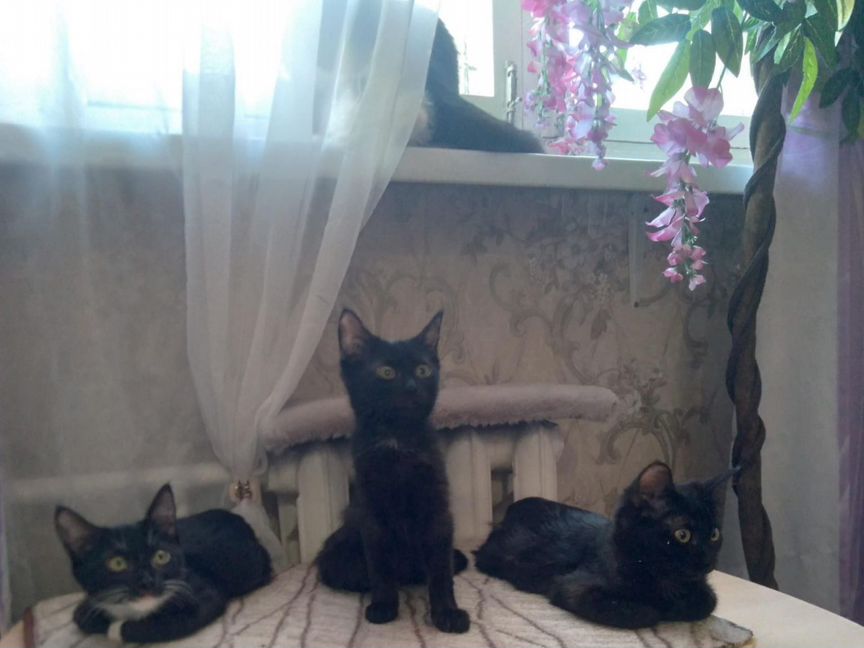 Котятки-девочки 4.5 мес