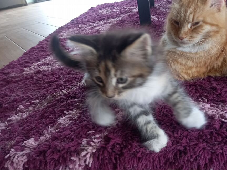 Пристраиваем котят в добрые руки