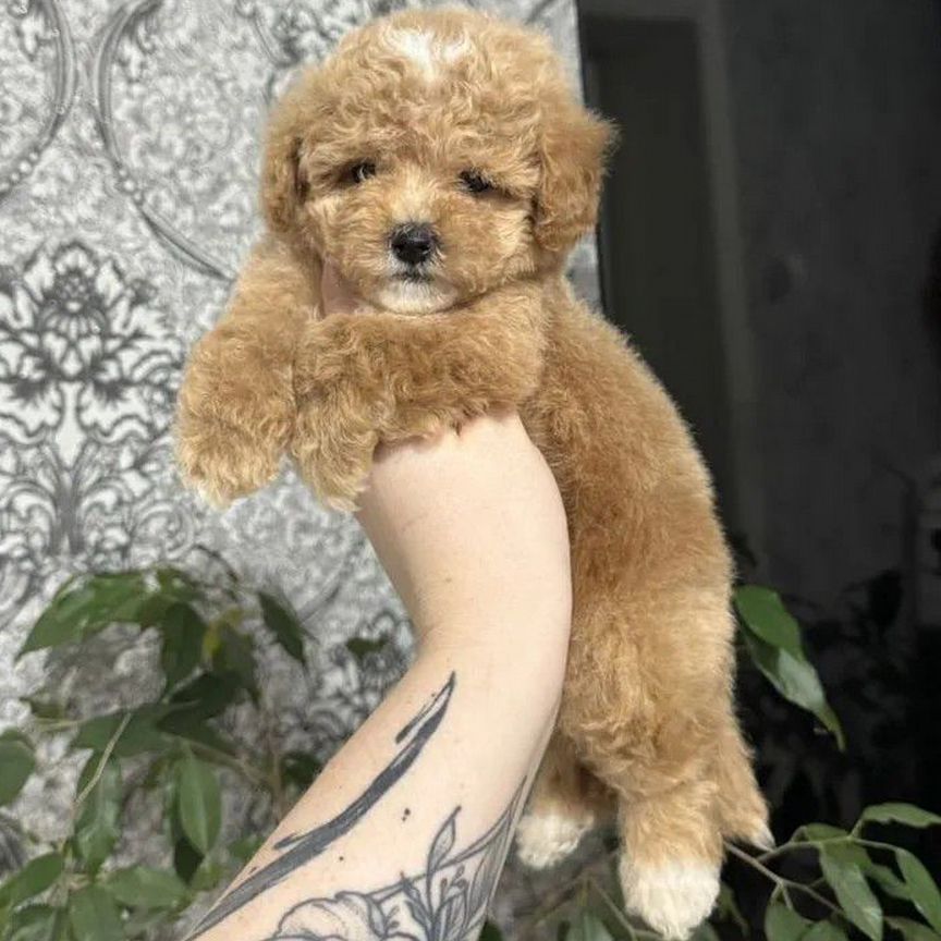 Мальтипу, щенок