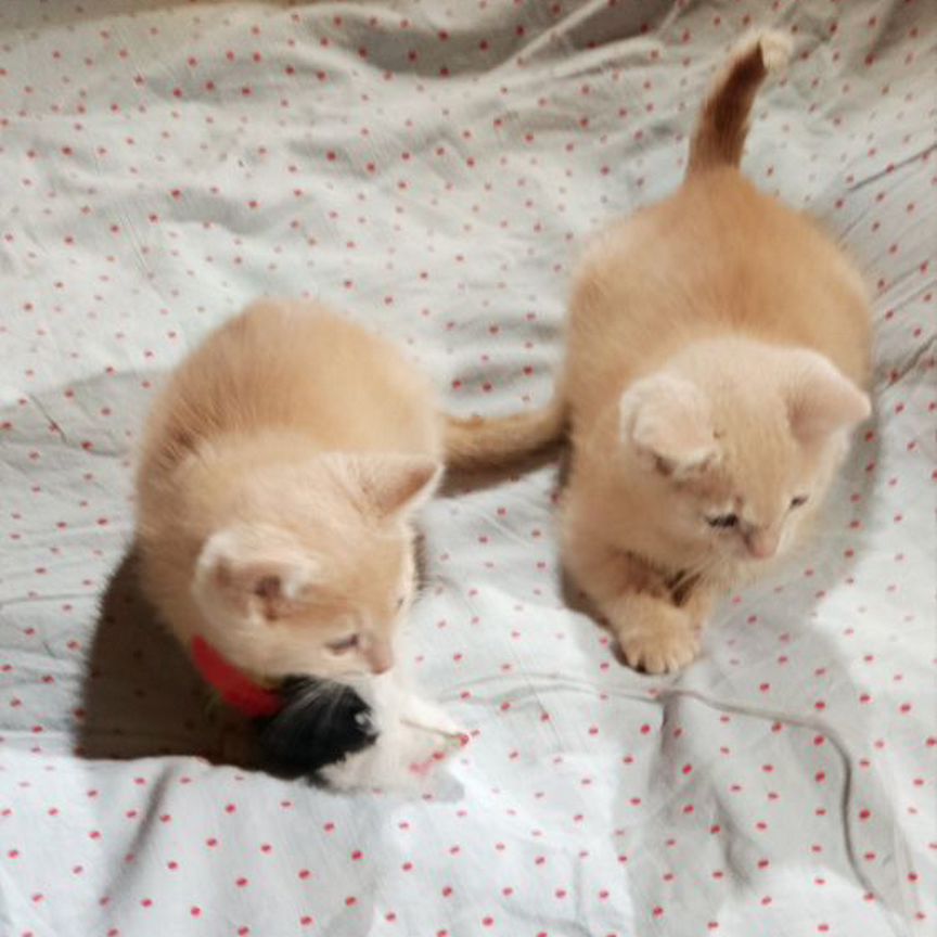 2 персиковых котёнка
