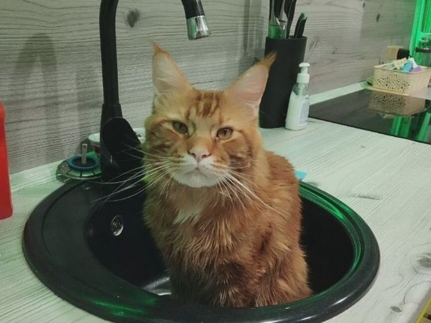 Семья отдают мейн-куна