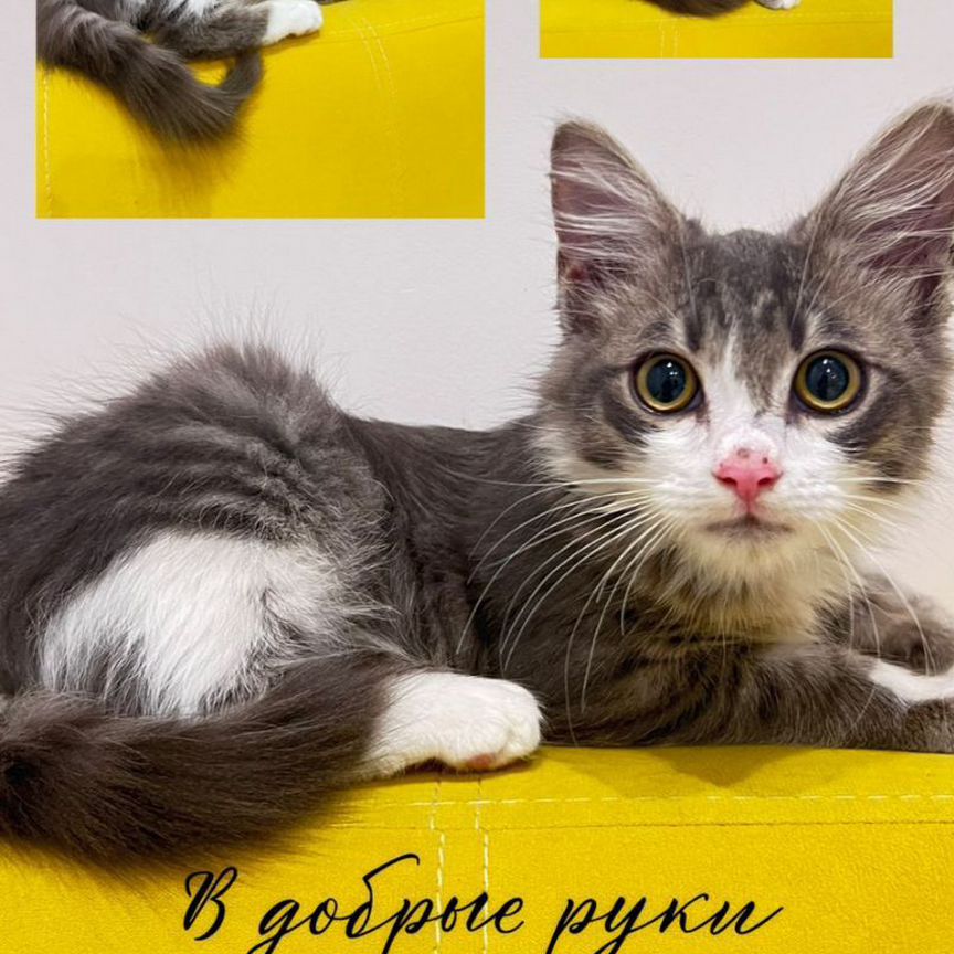 Верный друг