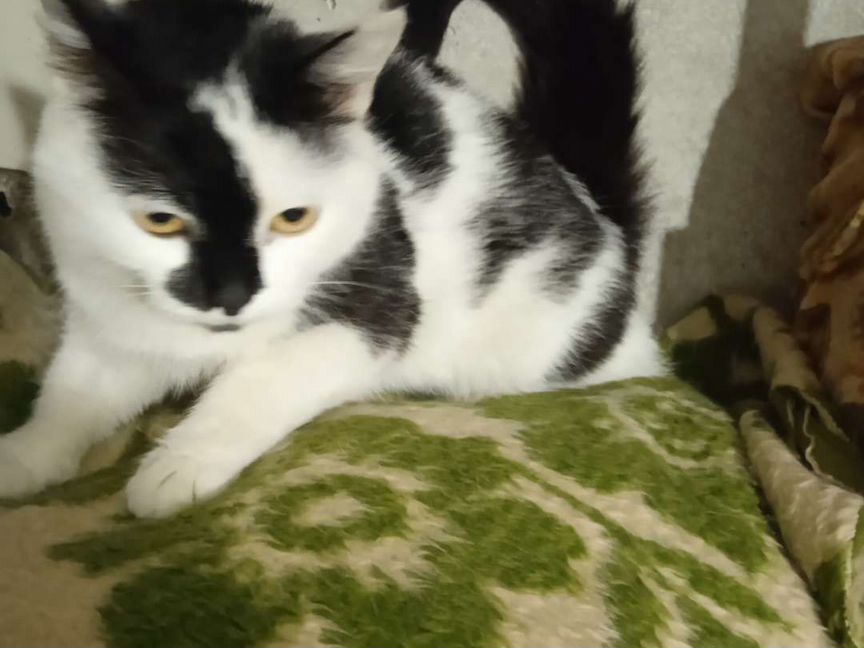 Кошки