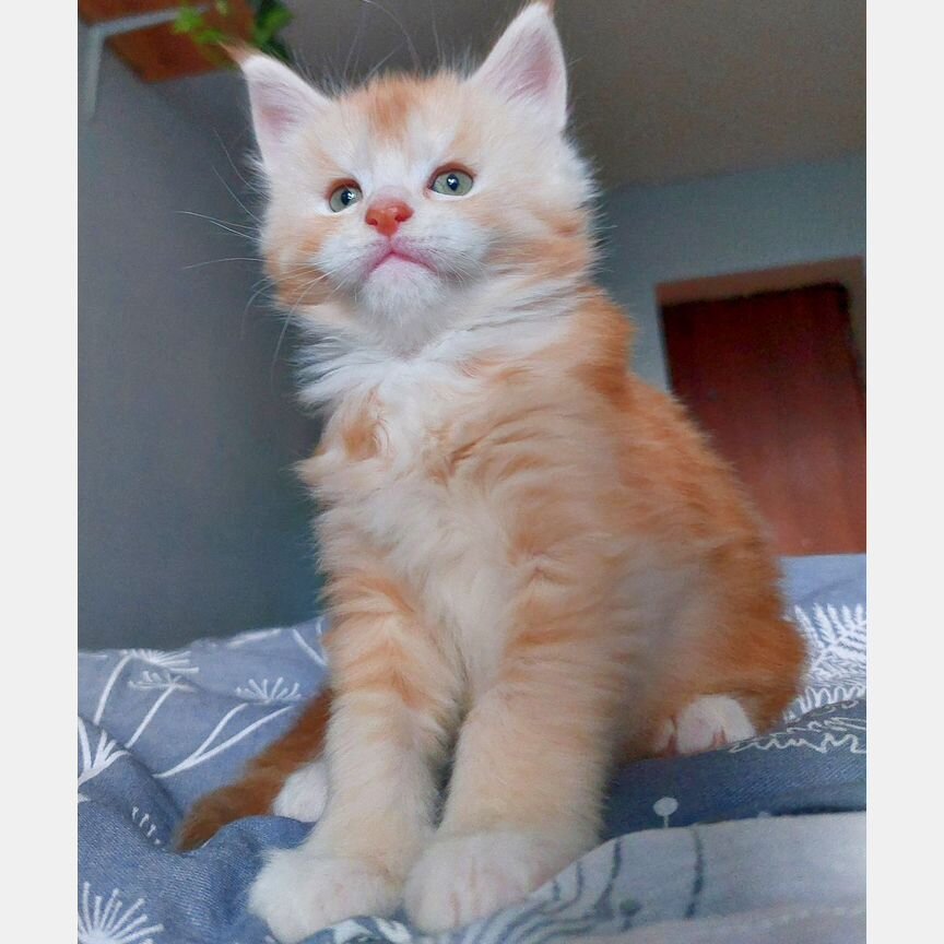 Котик Мейн-кун