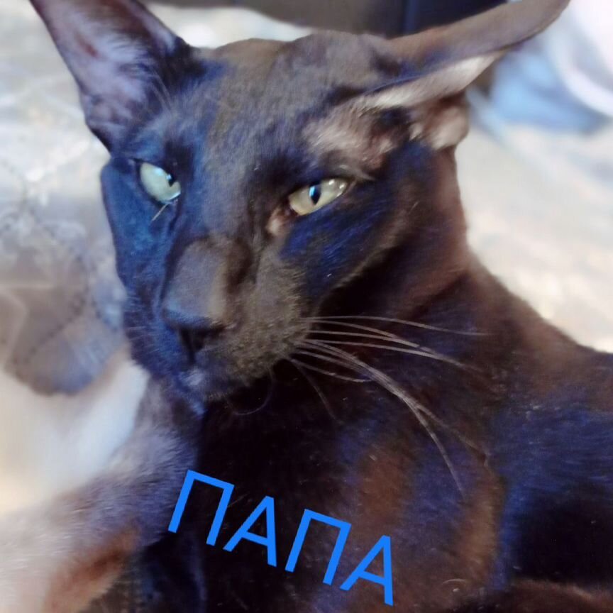 Ориентальные котята