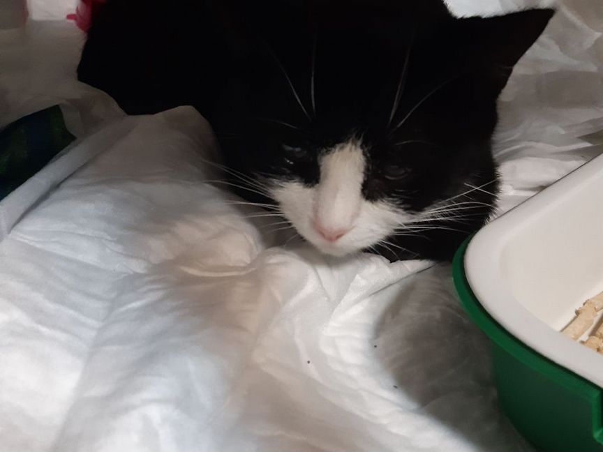 Кошечка в добрые руки