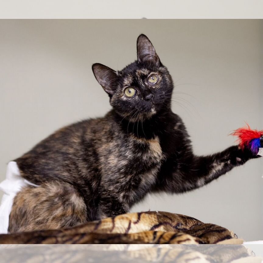 Взрослая кошка из приюта